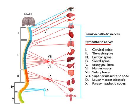 Sympathetic Nervous System Illustrations Royalty Free Vector Graphics