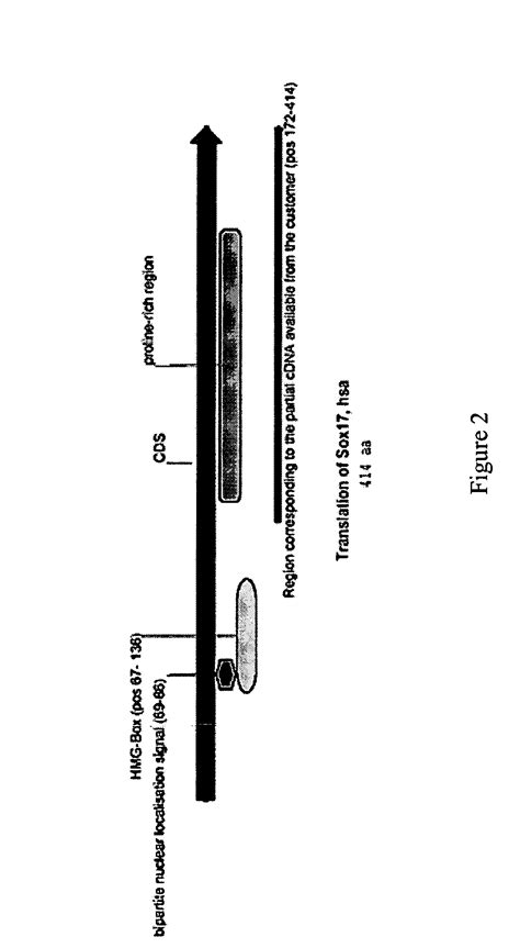 Definitive Endoderm Patented Technology Retrieval Search Results