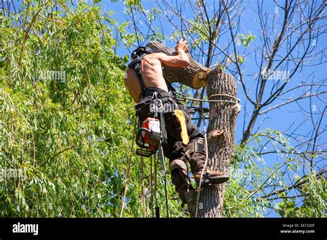 Man Cutting Down Dead Ash Tree From Emerald Ash Borer Infestation