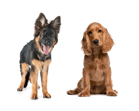 German Shepherd Cocker Spaniel Mix German Shepherd Dog Hq