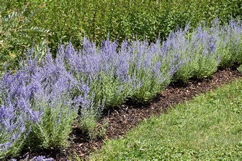 Lacey Blue Russian Sage Perovskia Atriplicifolia Lacey Blue In