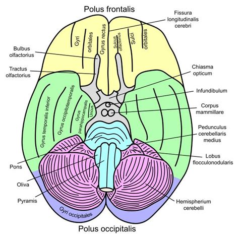 Middle Cerebellar Peduncle Brain Models Neurology Medical Illustration