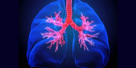 Bronchite E Polmonite Spesso Si Fa Confusione Quali Sono Le Differenze