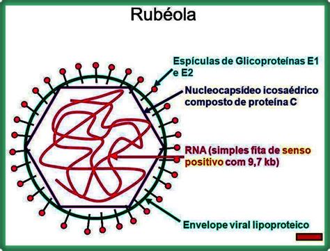 Estrutura Do Virus Rubeola Sp Vale News E A Rubéola Sp Vale News
