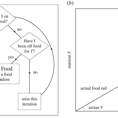 Nutritional Geometry Models A Nutritional Geometry See Box 1 Model