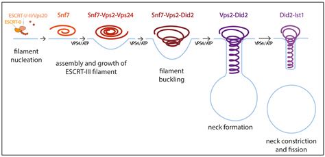 Membrane Remodeling By Escrts Encyclopedia Mdpi