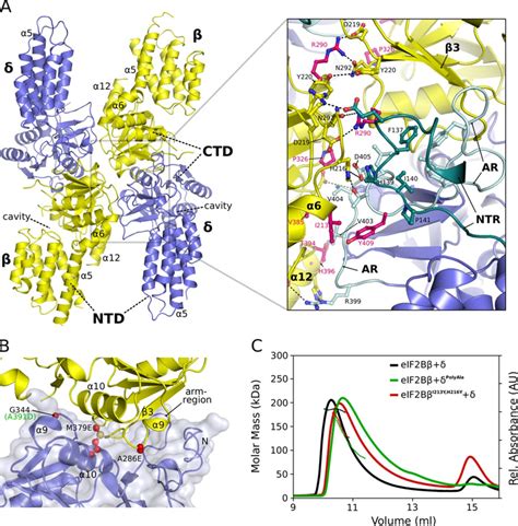 Crystal Structure Of The Eif2bβδ2 Subcomplex A Front View Onto