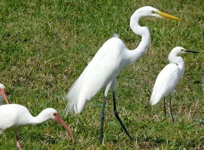 Heron Vs Crane Vs Stork Vs Egret Vintage Wooden Carved Bird Egret