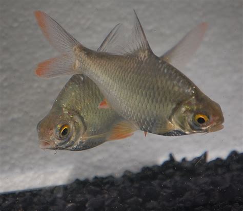 Tinfoil Barb Barbonymus Schwanenfeldii Buy Live Fish Online