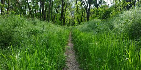 The Old Path Grass Forest Free Photo On Pixabay Pixabay