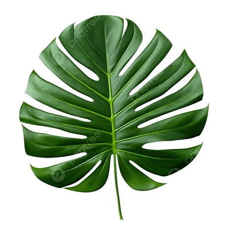 Palm Leaves Medicinal Uses At Joseph Cornwall Blog