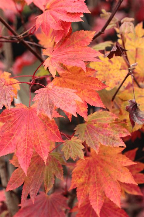 Ruby Red Japanese Maple At Jackson Guilfoyle Blog
