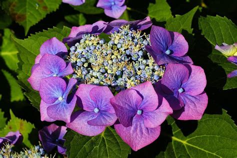Of Mopheads And Lace Caps The Colorful World Of Hydrangeas Those