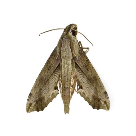 Eupanacra Regularis Bioquipbugs