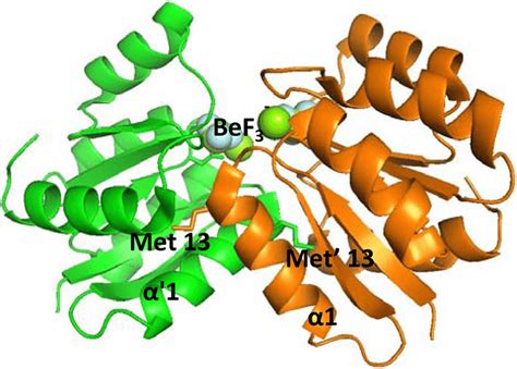 The Dimerization Interface As Resolved By X Ray Crystallography Pdb