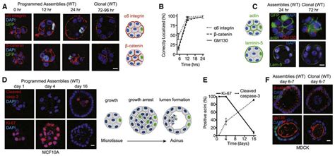 Onset Of Polarity Growth Arrest And Lumen Formation In Mcf10a Cell