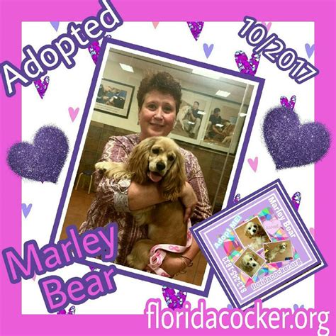 Marley Bear Florida Cocker Spaniel Rescue