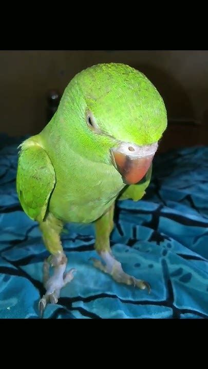 Chiki And Cocoparrrot Cutebird Shortsfeed Ytviral Viral