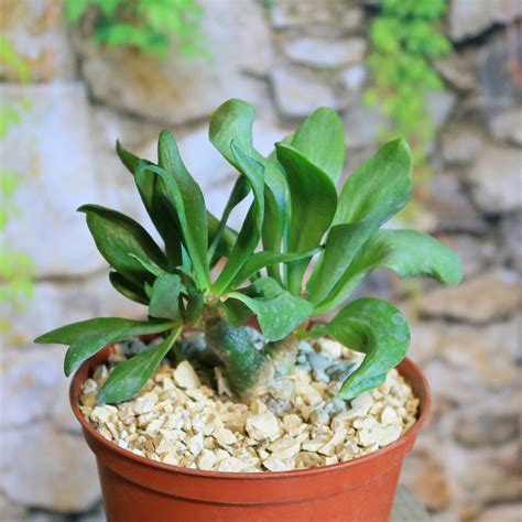 Buy ‘butter Tree Tylecodon Paniculatus Care And Growing Guide Planet Desert