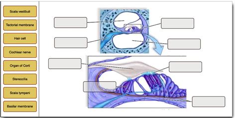 Basilar Membrane And Tectorial Membrane