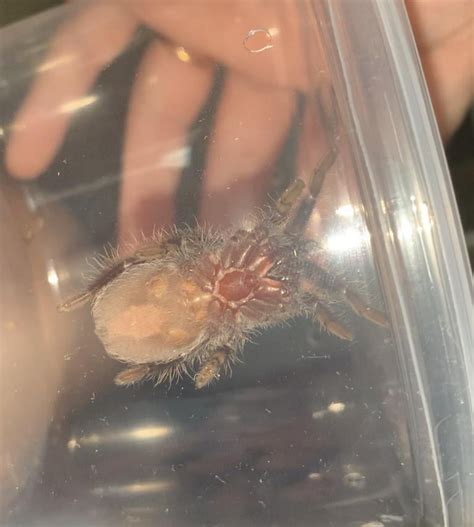 Can Anyone Possibly Sex Our Curlyhair Tarantula Theyre 4 And A Half Months R Tarantulas