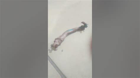 Dead Lepidodendron Youtube