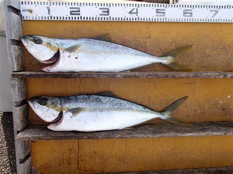 2024年12月20日 中本渡船ブログ