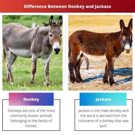 Donkey Vs Jackass Difference And Comparison