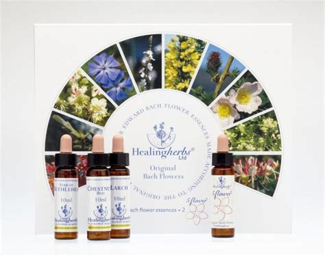 Guide To All 38 Remedies Bach Flowers Asia