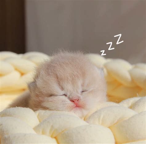 Cute Sleeping Kitten