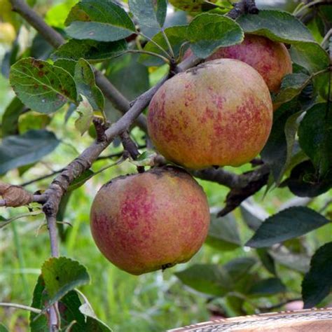 Pommier Chailleux Drap Dor Reinette De Melesse Malus Domestica