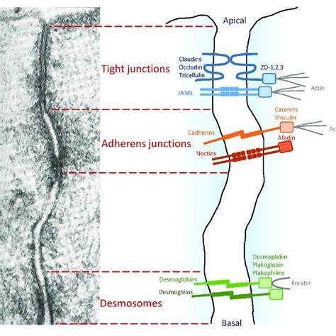 Schematic Overview Of The Different Secretion Systems Of Gram Negative