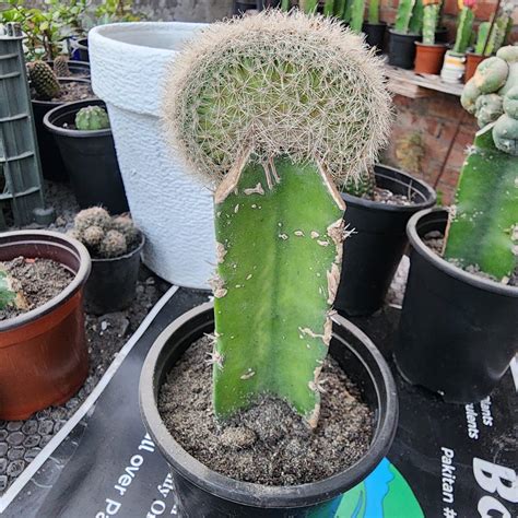 Notocactus Scopa Grafted Cactus Bootapk