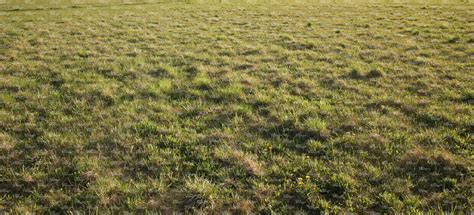 Field Of Low Grass In The Springtime Vishopper