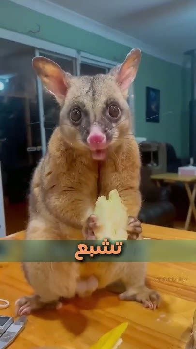 قرر ان يتبني الأبوسوم و أطفالها Youtube