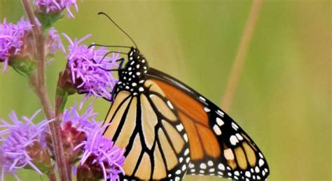 Celebrate National Pollinators Week With Practices That Support