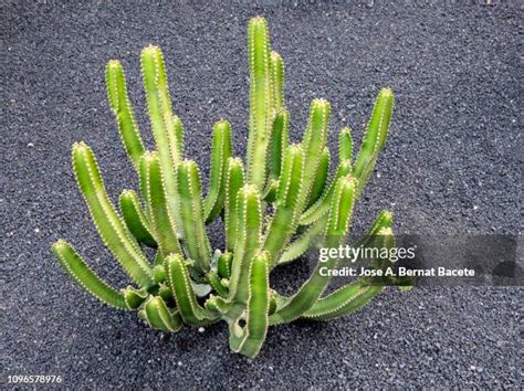 Euphorbia Tree Photos And Premium High Res Pictures Getty Images