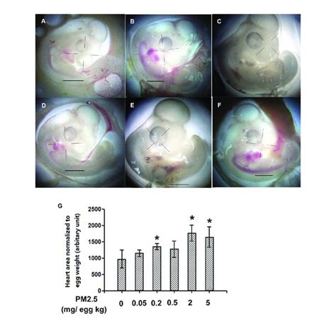 Morphological Assessment Of Areas Of Embryonic Day 4 Chicken Embryo