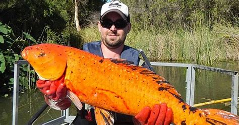 Mutant Goldfish Dumped In Rivers Growing Up To 10 Times Their Normal