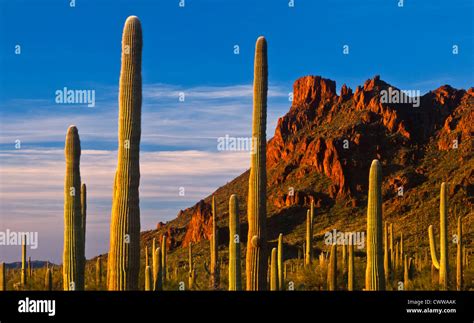 Organ Pipe Cactus National Monument Is A Us National Monument And