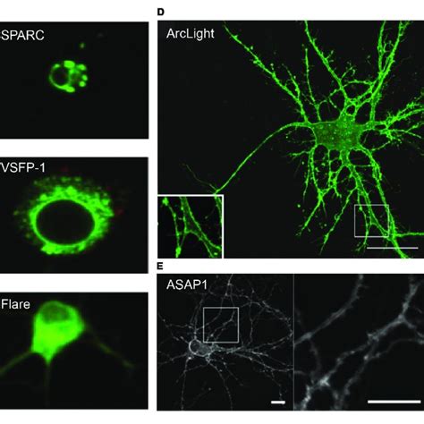Genetically Encoded Voltage Indicators Kinetics And Voltage Download Scientific Diagram