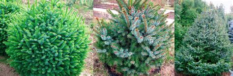 Ель сербская Нана Picea omorika Nana: особенности сорта - Питомник ...