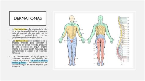 Resúmenes De Dermatomas Descarga Apuntes De Dermatomas
