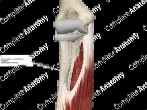 Interosseous Membrane Radius And Ulna Bones Anatomy Lesson Human