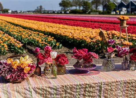 Best Tulip Fields Near Amsterdam A Complete Netherlands Tulip Guide
