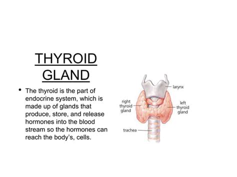 Thyroid Examination Power Point Pptx
