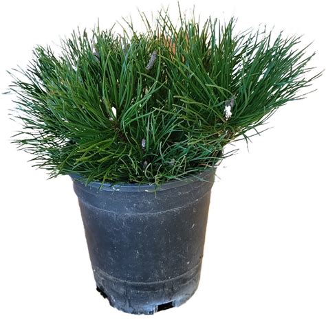 Dwarf Mugo Pine 1 Gallon Shopic