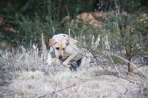 Premium Photo Tiger In Grass