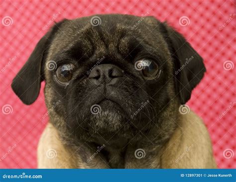 Cute Pug Face Stock Image Image Of Cute Grey Concern 12897301