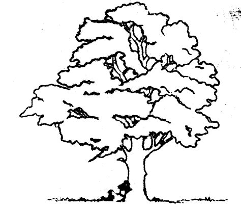 Tree Art Line Drawing At Shane Pate Blog